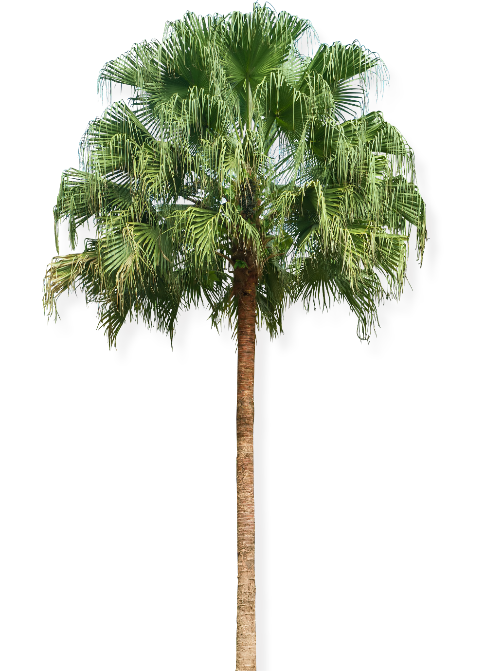 ヤシの木の販売は熊本のジャングルラボ | 南国植物・シンボルツリーも販売